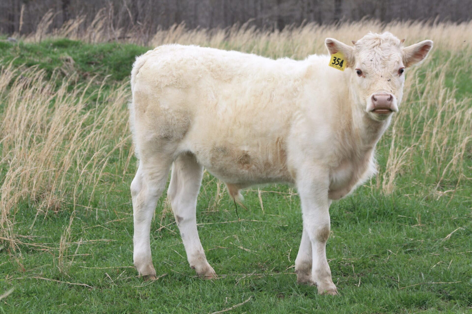 Livestock for Sale, Raymondville, MO
